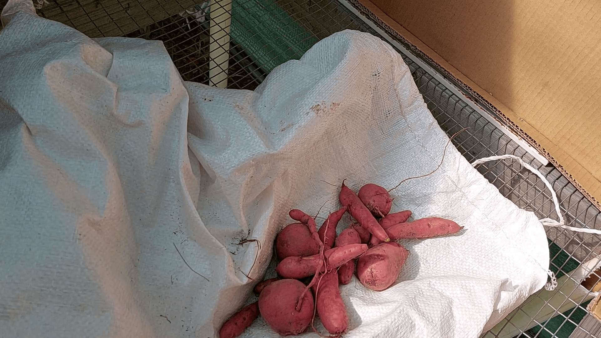 Truth Blaster – Page 2 – The Final Witness