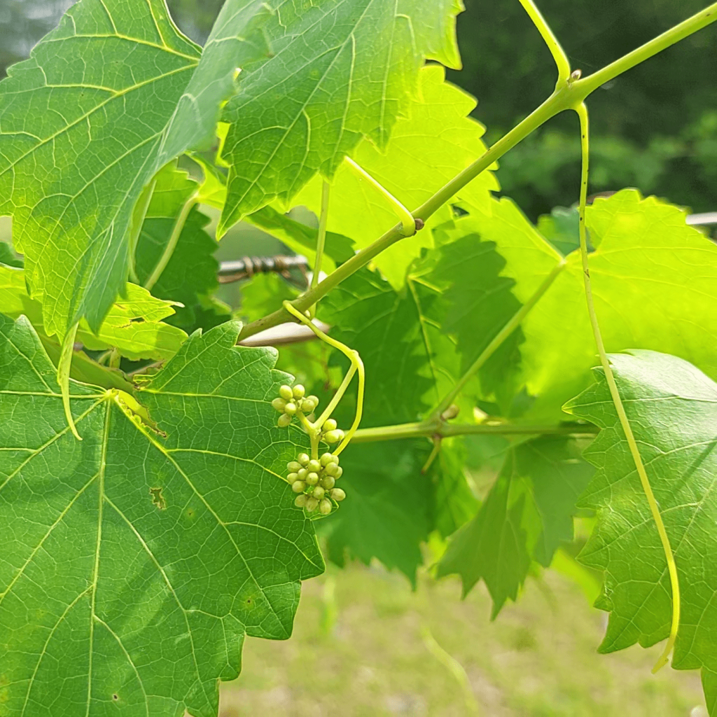 About Us – The Final Witness